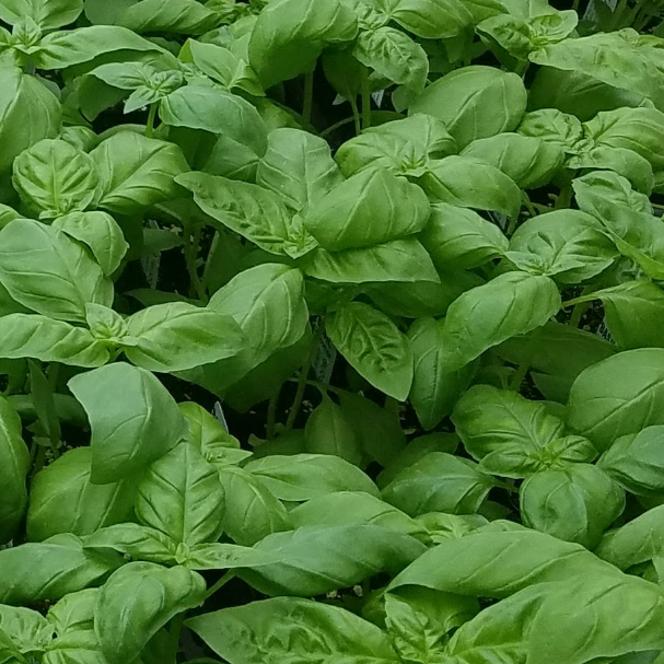 BASIL, Genovese | Michigan Heirlooms