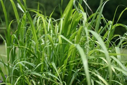 LEMONGRASS, East Indian | Michigan Heirlooms