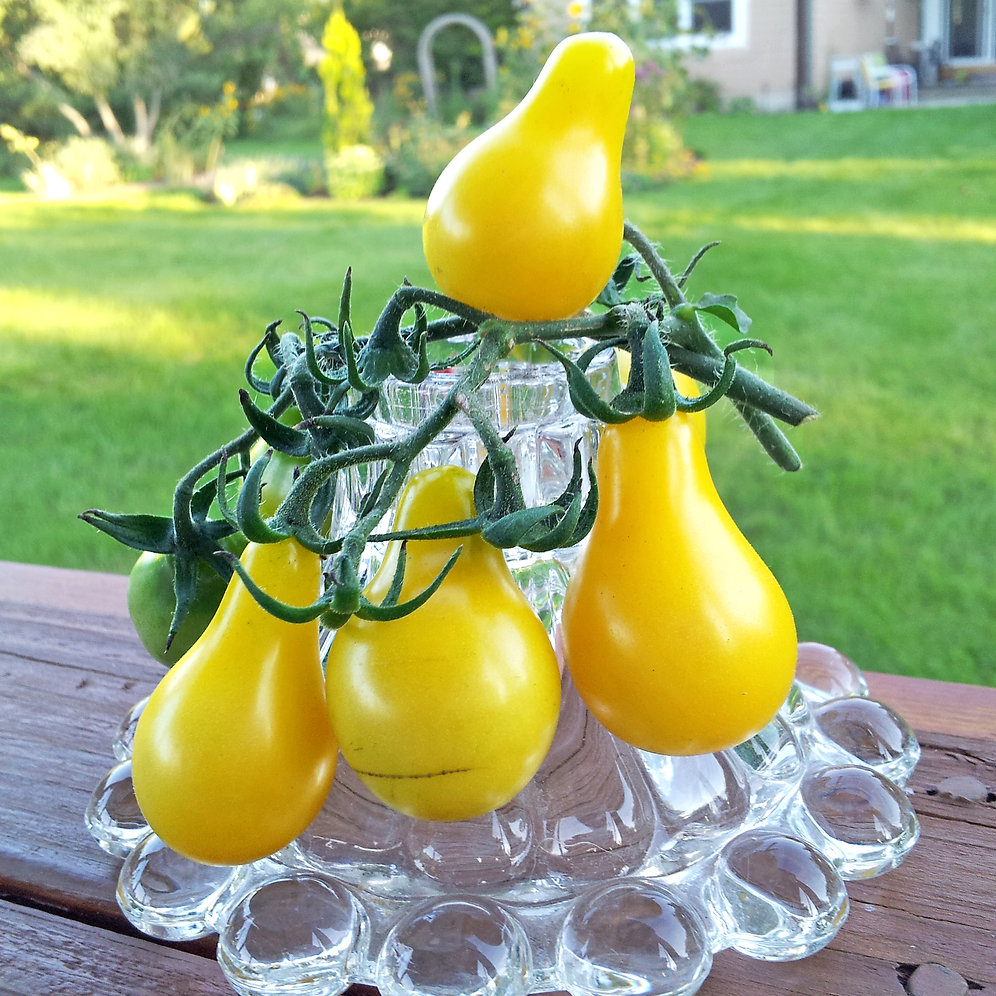 YELLOW PEAR | Michigan Heirlooms