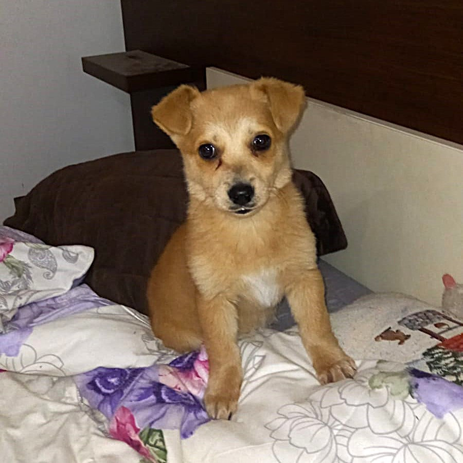 Nala 5