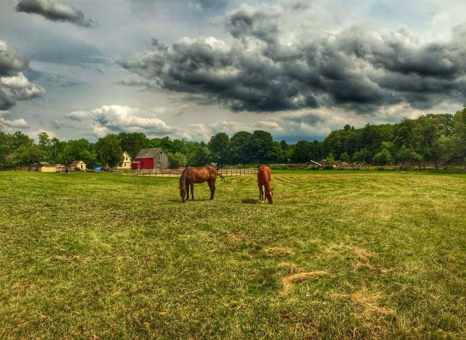 The Davis Family Farm - Foxborough MA Horse Boarding