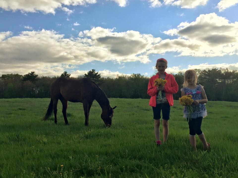 The Davis Family Farm - Foxborough MA Horse Boarding