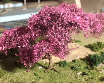 Japanese Maple, Raspberry - 2 1/2" to 3" tall | johnshotrees