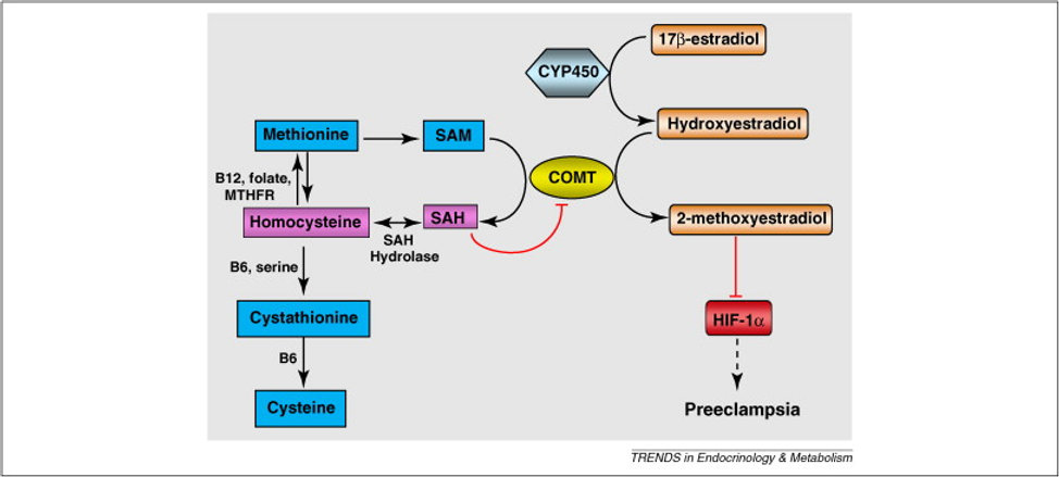 Warrior or Worrier? The truth about COMT