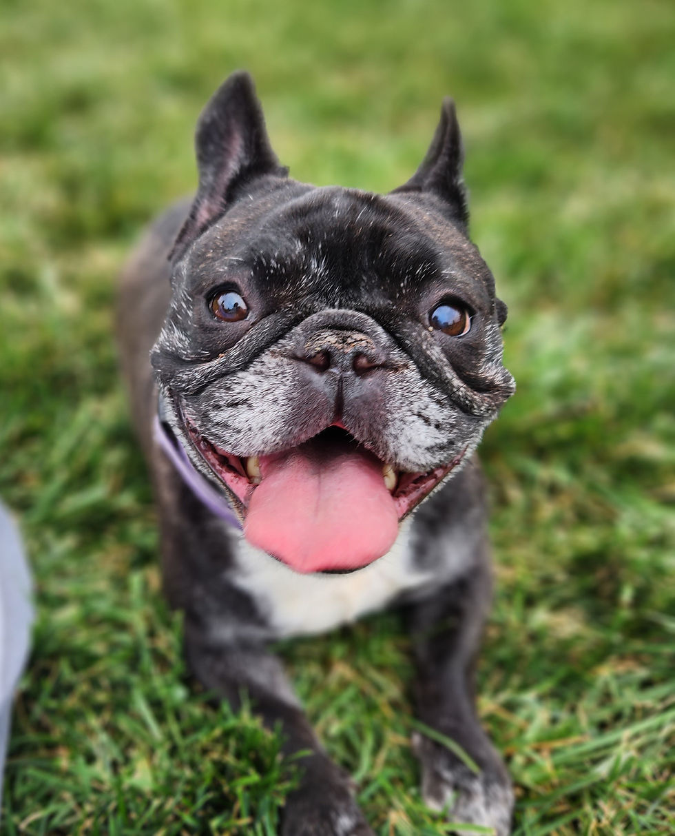 Dog boarding | Hull | K-DOGS Pet Lodge