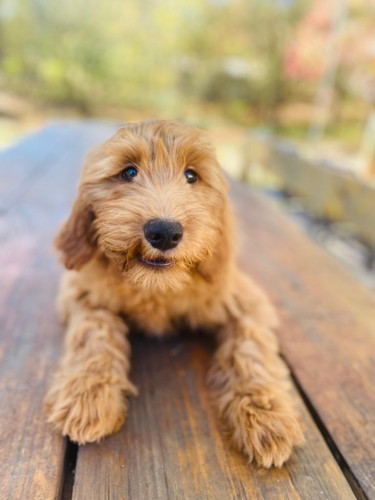 Roo (female) | Teddy Puppies