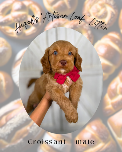 Croissant (male) | Teddy Puppies