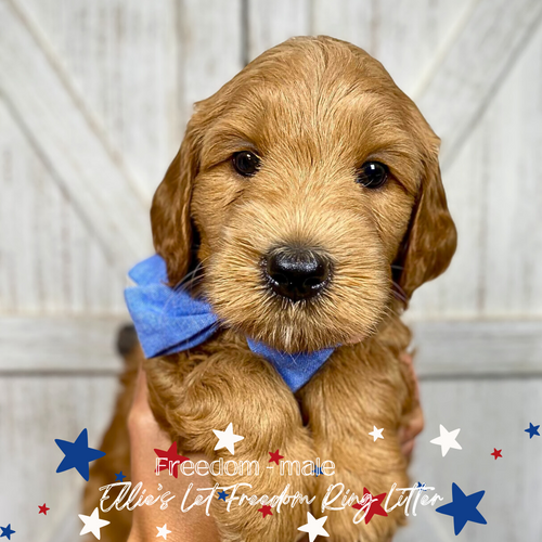 Freedom (Male) | Teddy Puppies