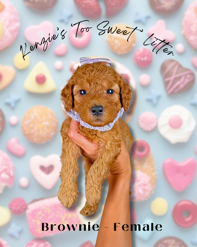 Brownie - female | Teddy Puppies