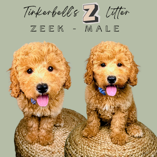 Zeek (male) | Teddy Puppies
