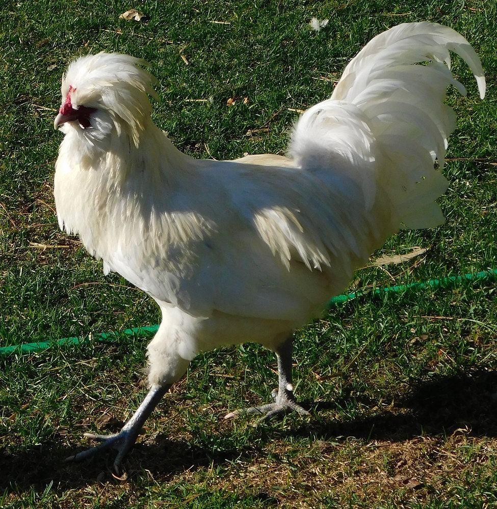 What is a Rare "Sport" Chicken?