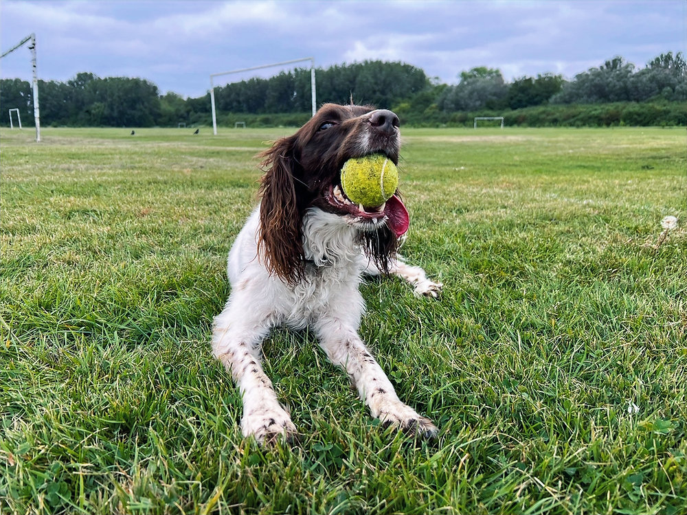 Understanding Canine Body Language: What Your Dog Is Really Saying