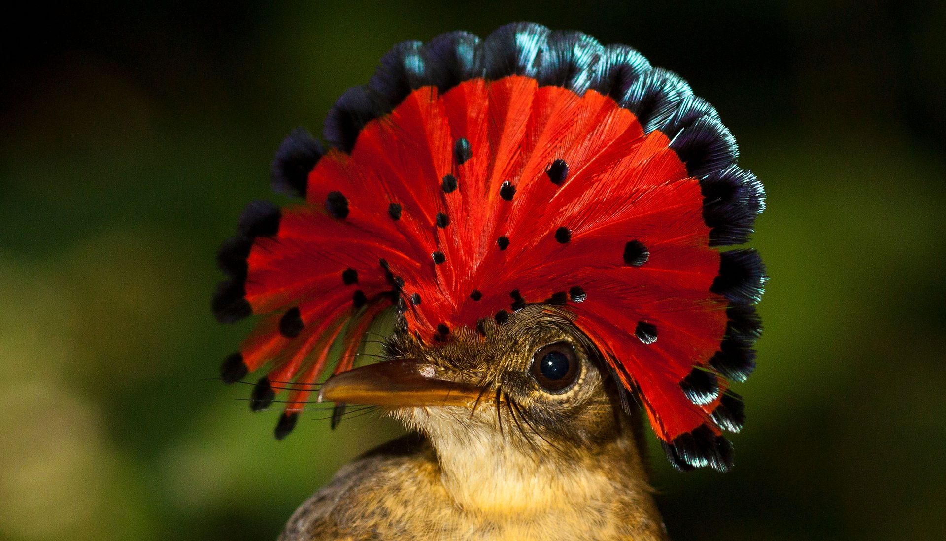 Fauna Forever | Bird Research Volunteer Internship | Peru Rainforest