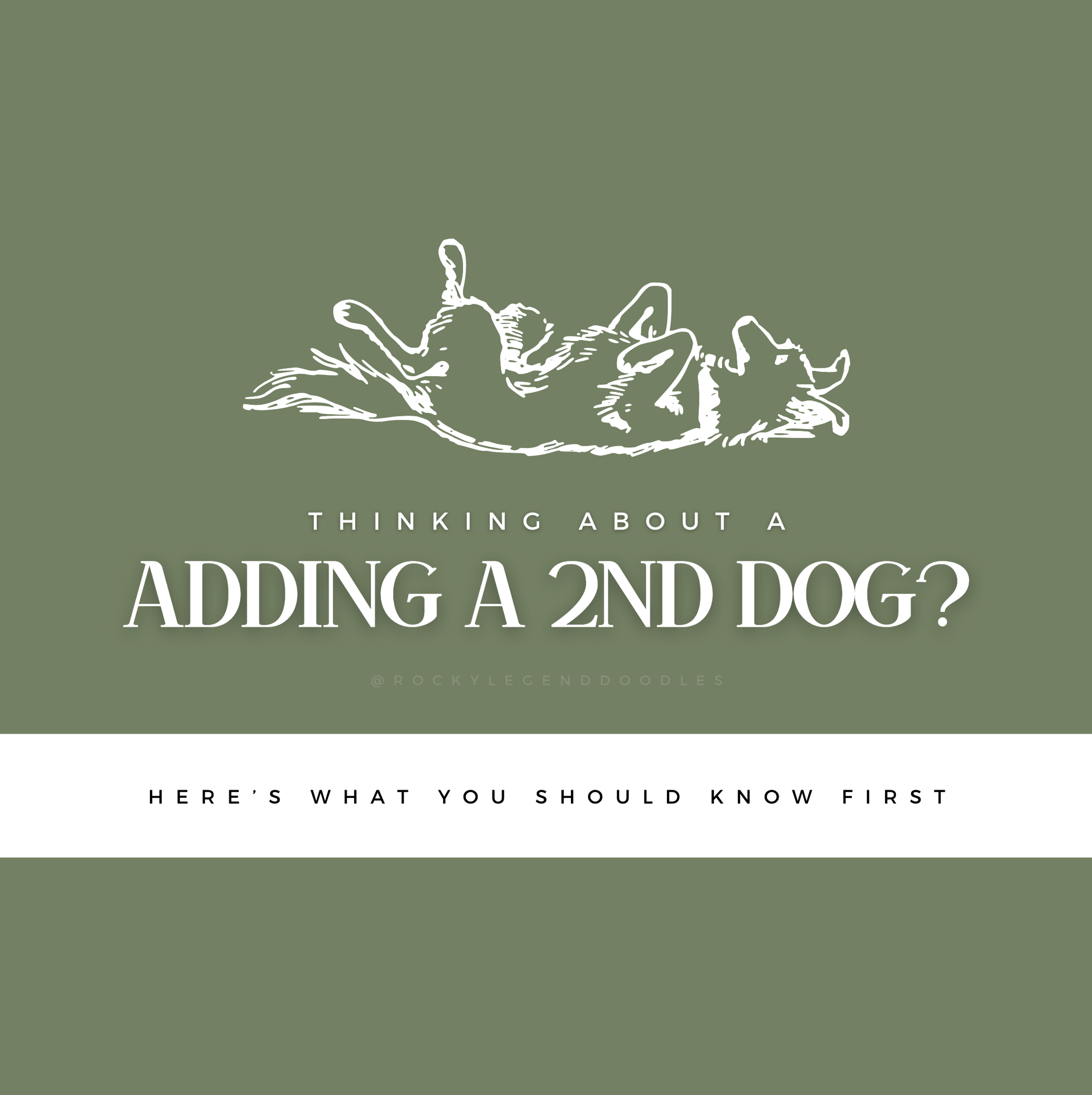 Thinking about adding a 2nd dog to the family? Here's what you should ...