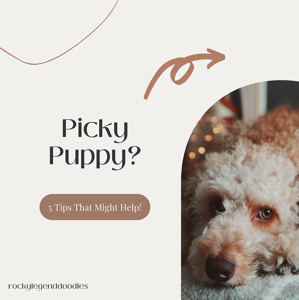 How to Understand Why Your Puppy is Picky