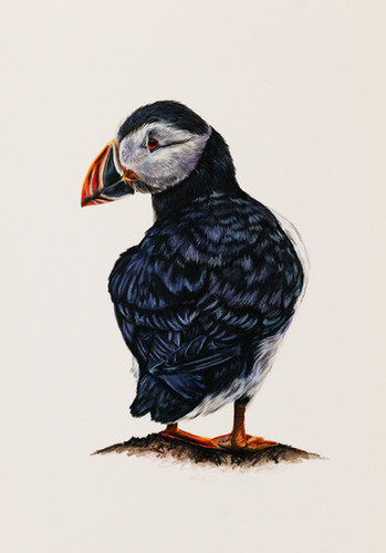PUFFIN | Prestige-Artwork