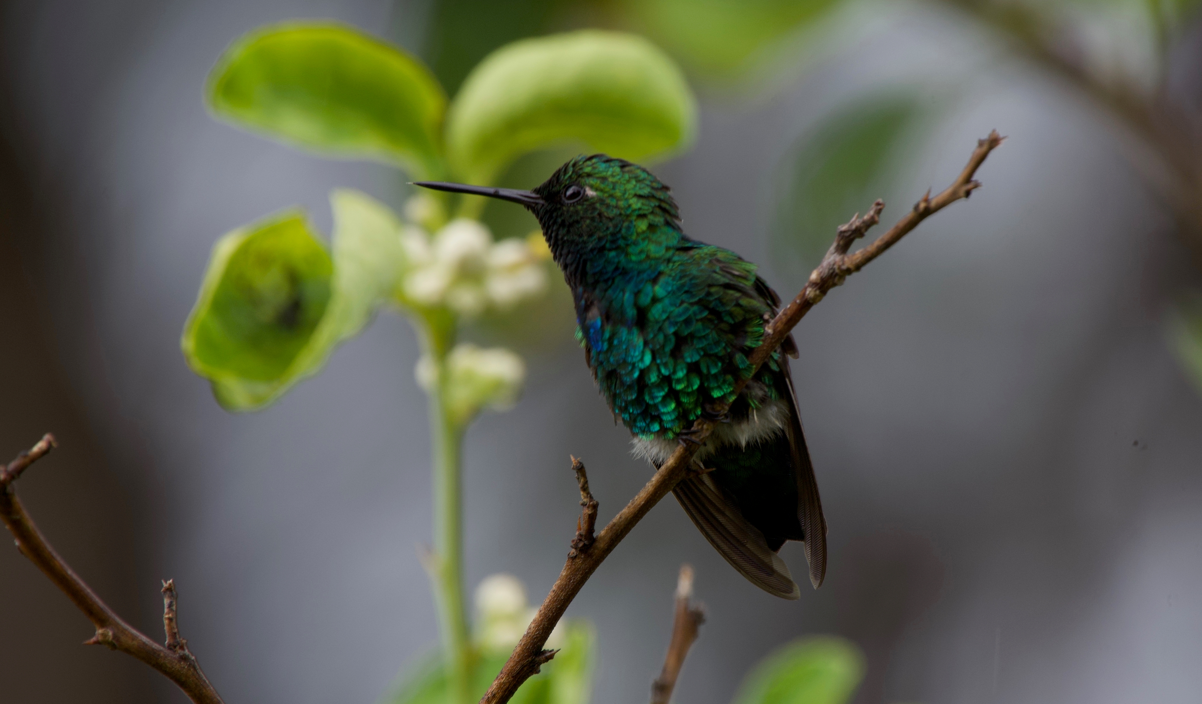 Bird Gallery | Rupununi Guyana Amazon | Wichabai Ranch