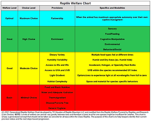 Northern Blue Tongue Skink Care Guide | Reptile Mountain | USA