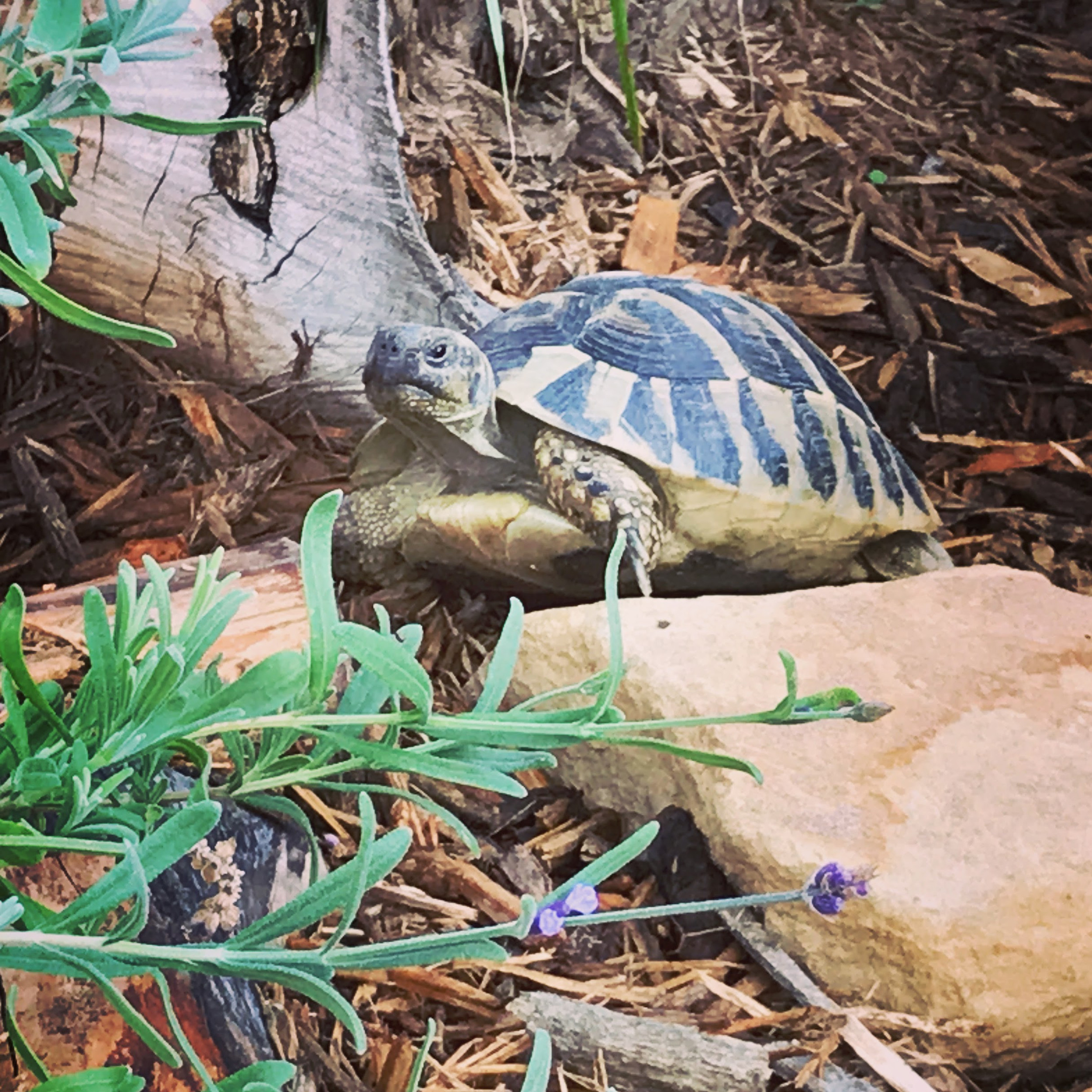 Hermann's Tortoises | Reptile Mountain | USA