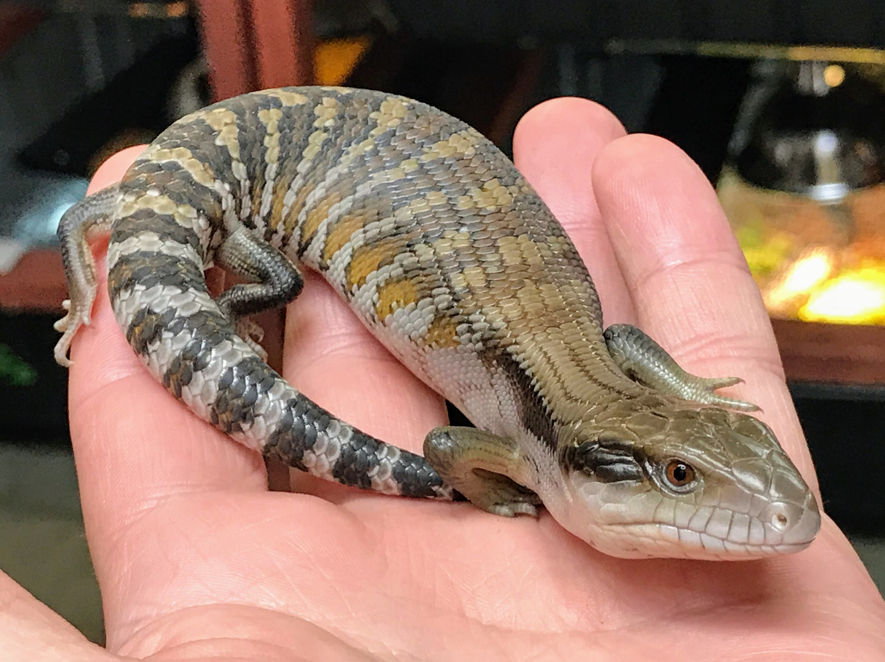 Acquiring a Skink | Reptile Mountain | Colorado, USA