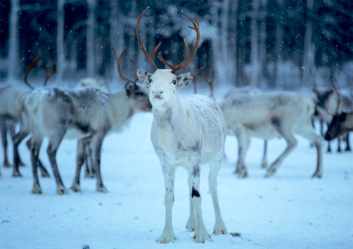 Inkeri | kaisa-siren