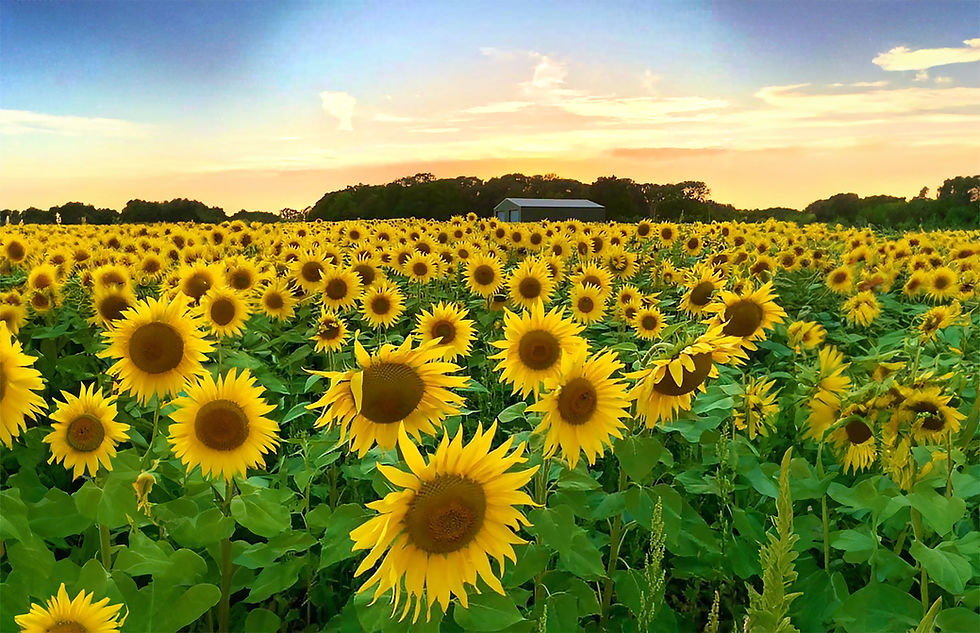 Opening soon! | Rotherwick Patch