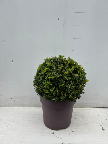 Japanese Holly Ball (ilex crenata) | Middlewood Nursery
