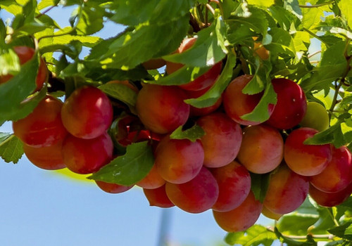 Victoria Plum Tree | Middlewood Nursery