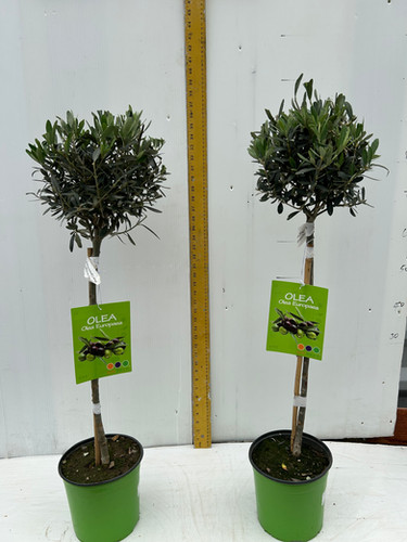 Olive Trees (Pair)(olea europa) | Middlewood Nursery