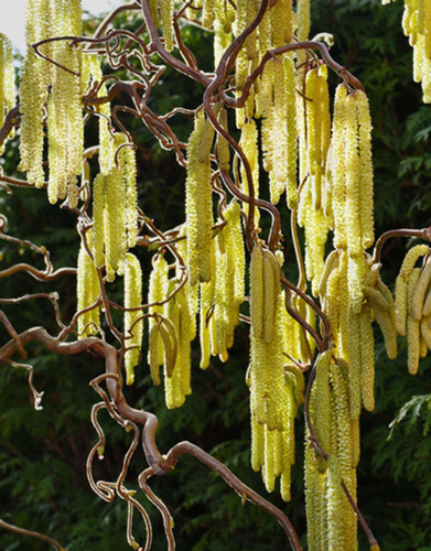 Corkscrew Hazel, 'Medusa' | Middlewood Nursery
