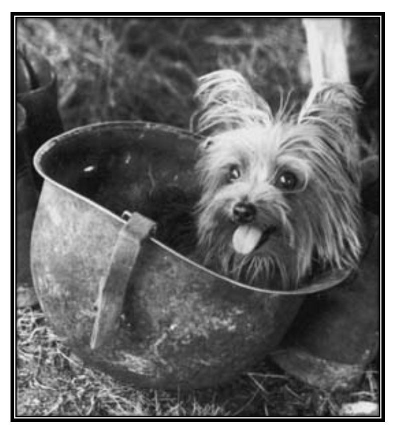 This Day in History: Smoky, the “Yorkie Doodle Dandy” of World War II