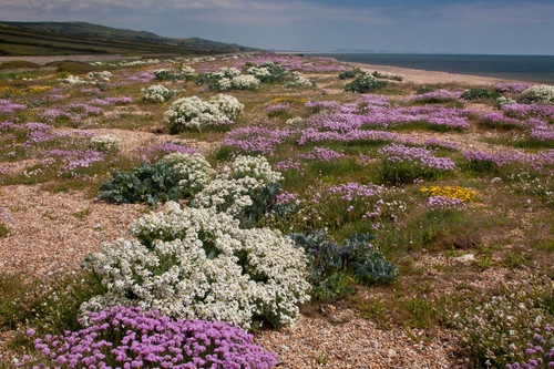 Heather Sea | Lumi Interiors Ltd