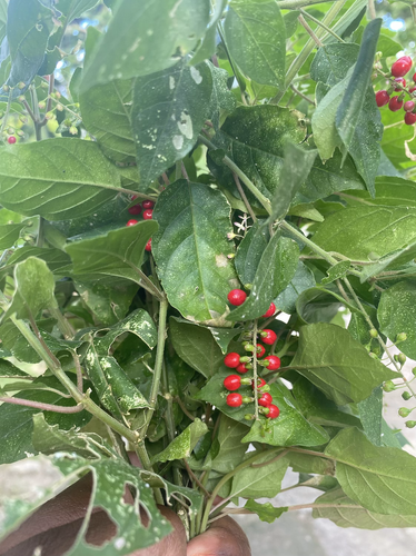 Jamaican Dog Blood Bush | oneloveherbs