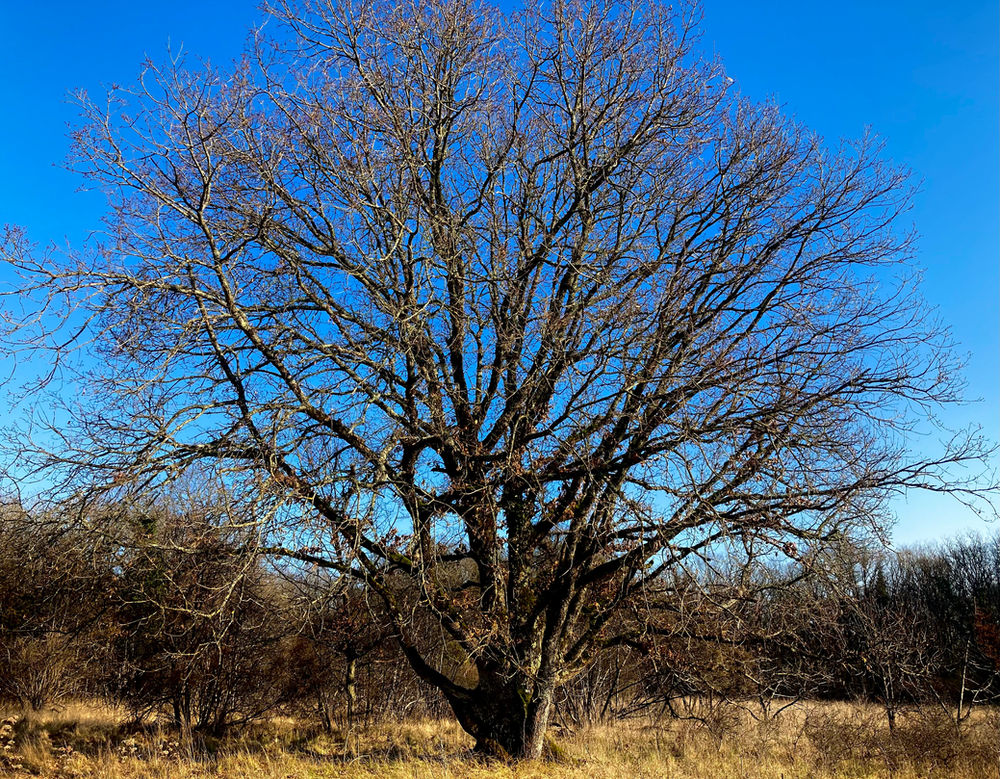 Les bienfaits du chêne, histoire, culture, symbolique et usages ...