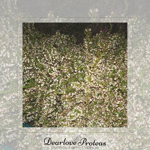 Fynbos Erica White | Dearlove Proteas