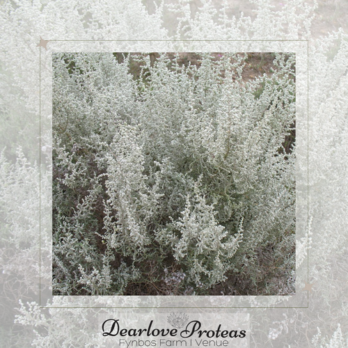 Fynbos - Slangbos | Dearlove Proteas