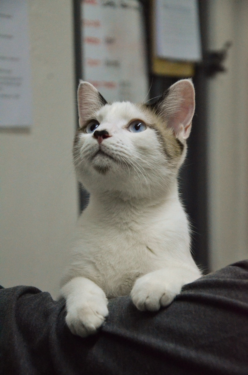 Pepper | Woodrock