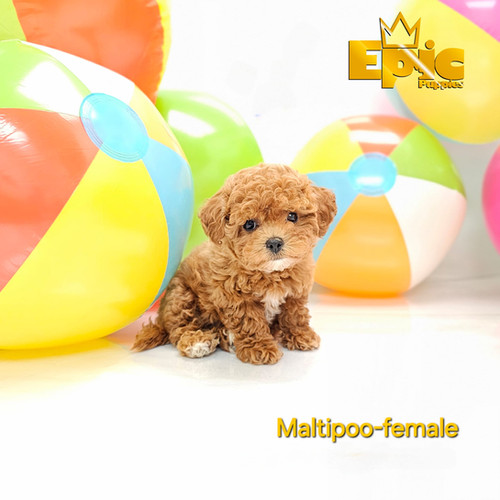 Maltipoo - Red -Female | Epic Puppies