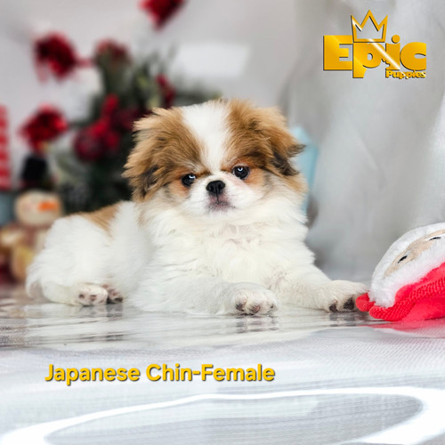 Discover Boundless Bliss with Sable and White Japanese Chin Puppies for ...