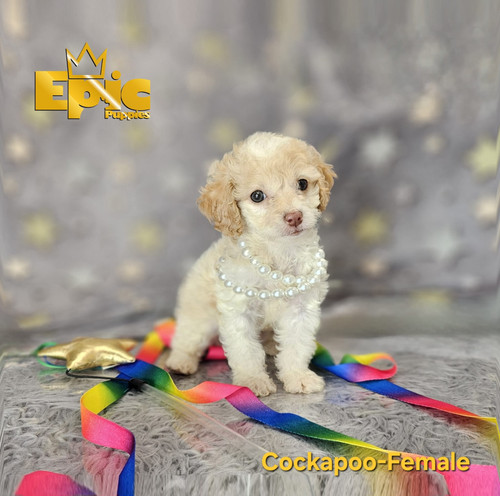 Cockapoo - Cream & White - Female | Epic Puppies
