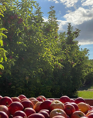 Our Products | @Lenswood Pick Your Own