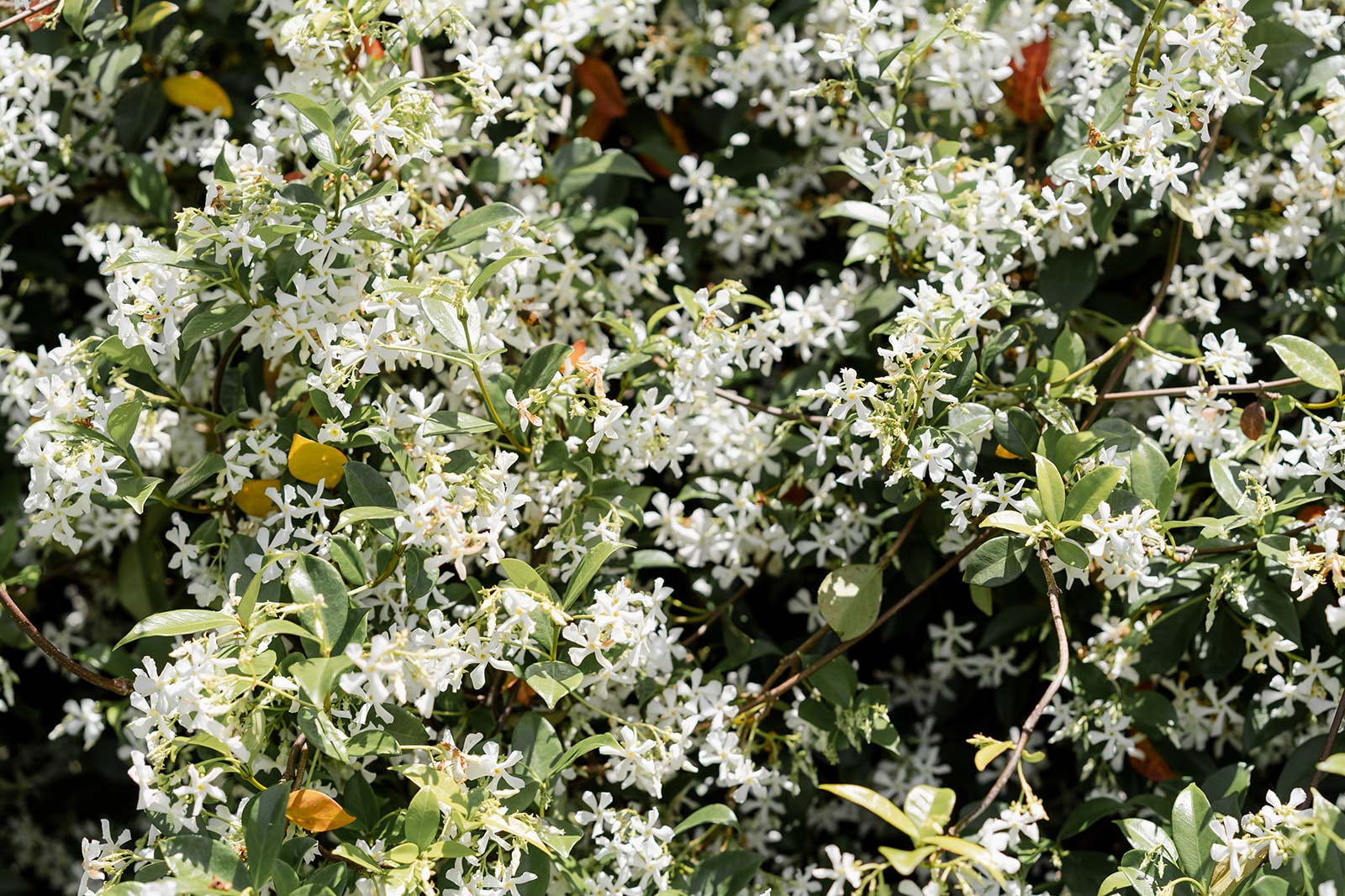 Sam & Ashleigh | A Summergrove Soirée