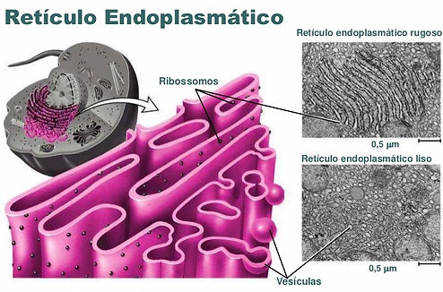 Retículo endoplasmático | atlascitoehisto
