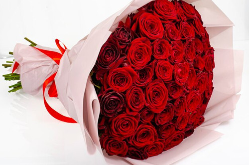 Red Velvet | 50 Premium Red Roses | My Florida Balloons
