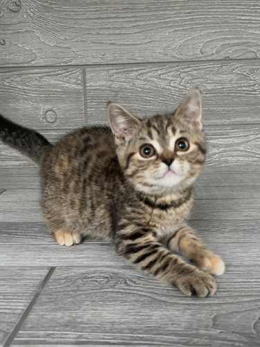 "Scarlett" Scottish Straight girl, Black/Amber Mackerel Torbie ...