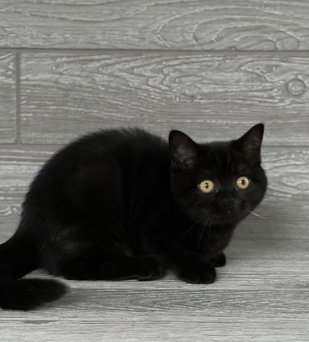 "Kitya" Scottish Straight girl, Black (n627182) | ScottishFoldBritish