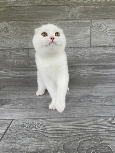 "Umka", Scottish Fold boy, White (w) | ScottishFoldBritish