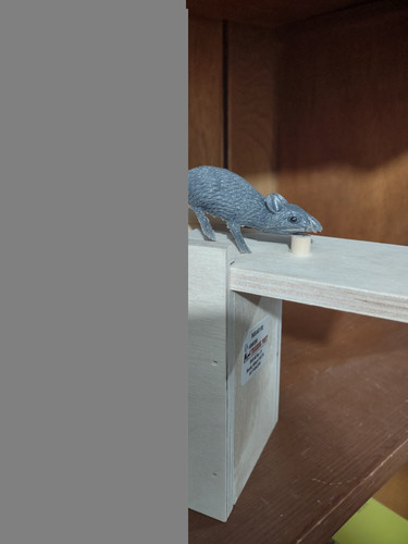 Amish Trick Mouse Box | The Amish Trading Post