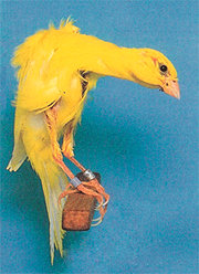 OVCA | United States | Old Varieties Canaries | Giboso Espanol