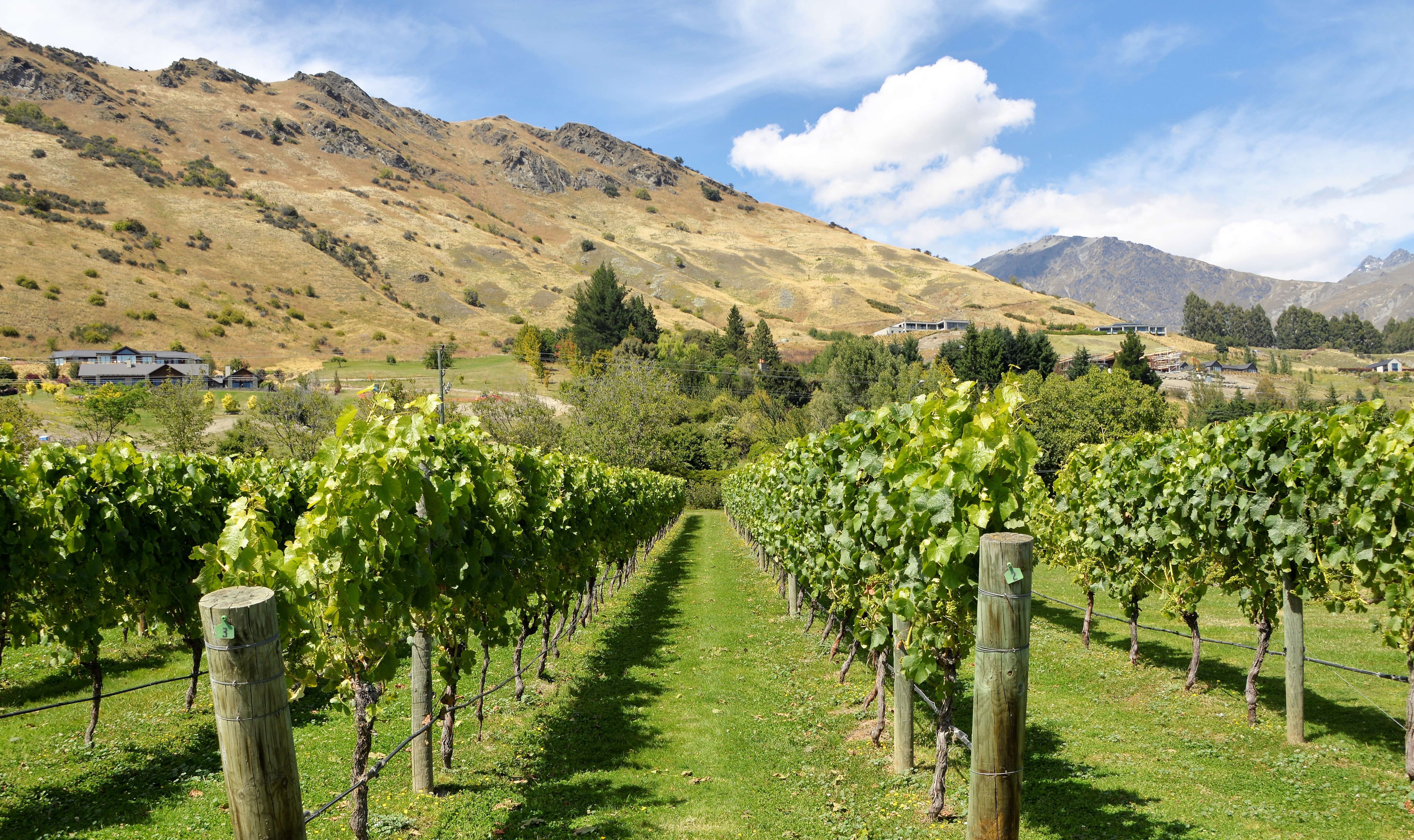 Vinum Vitae Picture Gallery